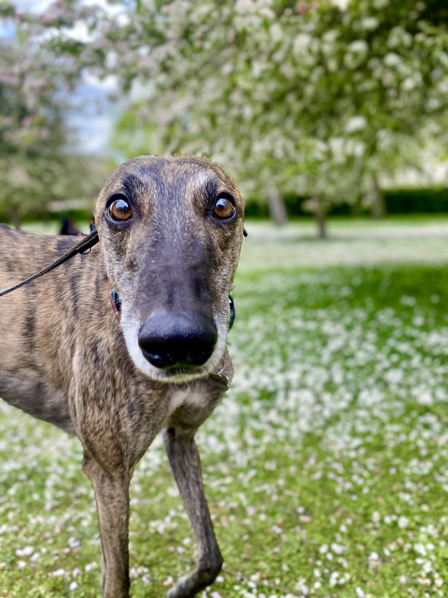 Hamish's Final Race Home | Talula Eats | Gourmet Homemade Food For ...